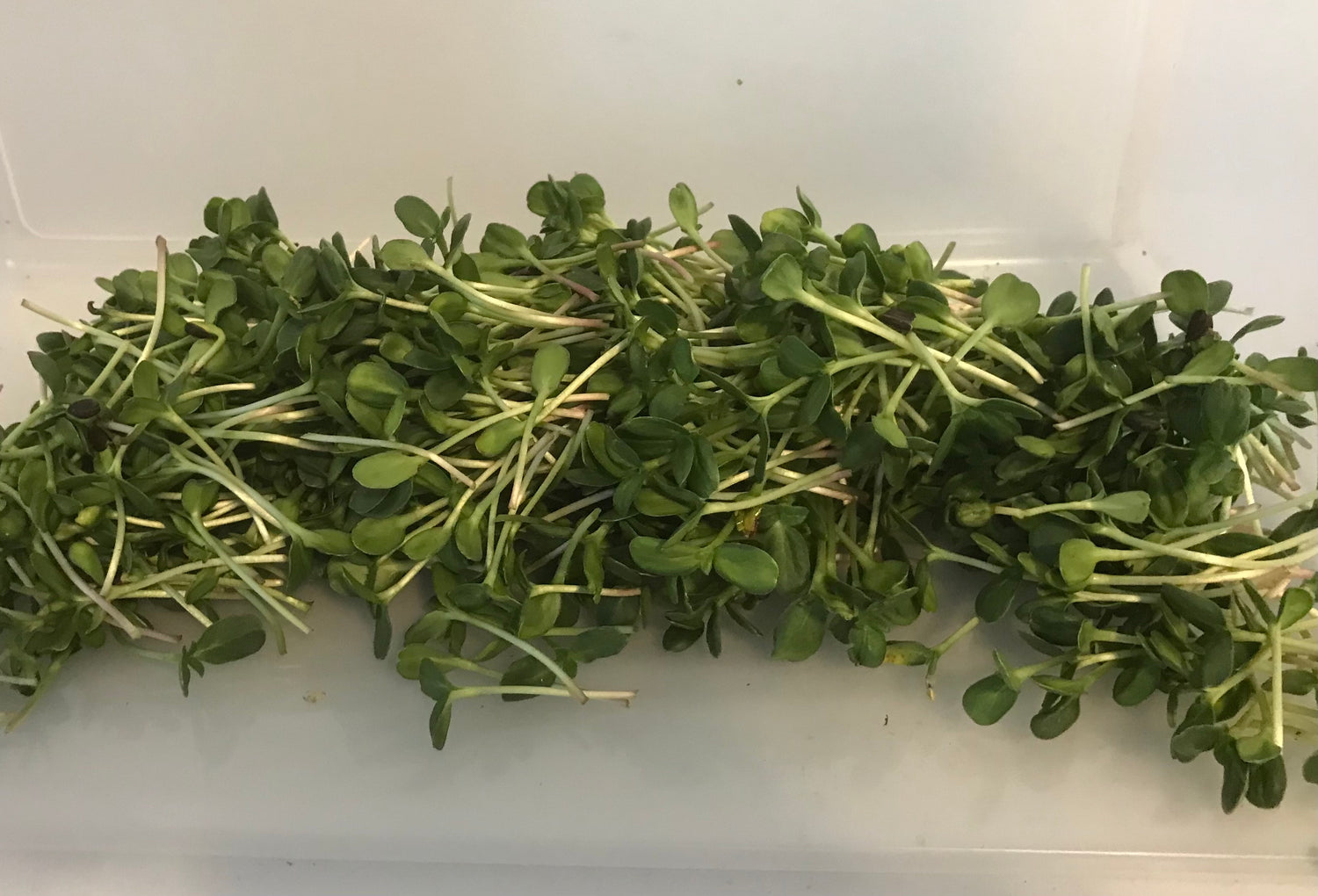 Shoots, Sprouts & Microgreens - What’s the Difference? – Waves of Grain ...